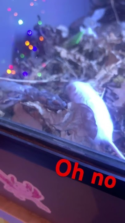 Oh no poor mouse 🐭 - YouTube