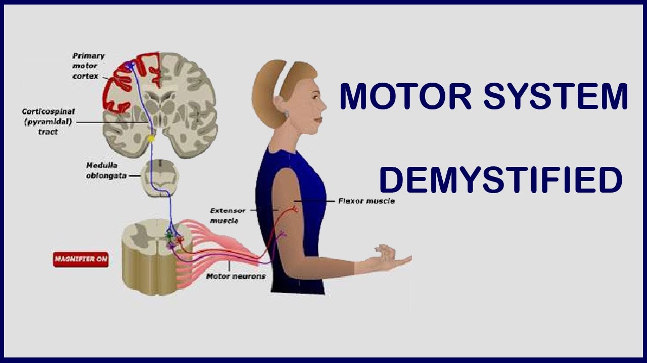 MOTOR SYSTEM DEMYSTIFIED - YouTube