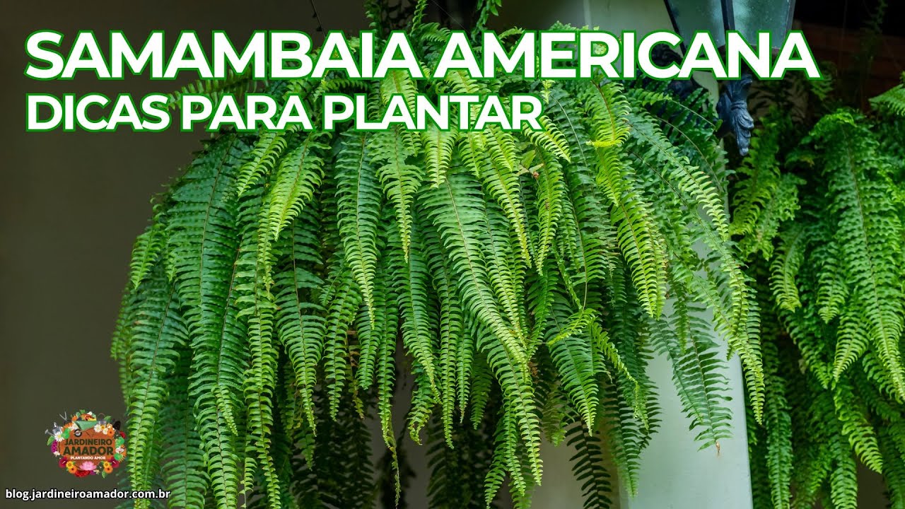 Como Plantar Samambaia Americana | Dicas de Ouro - YouTube