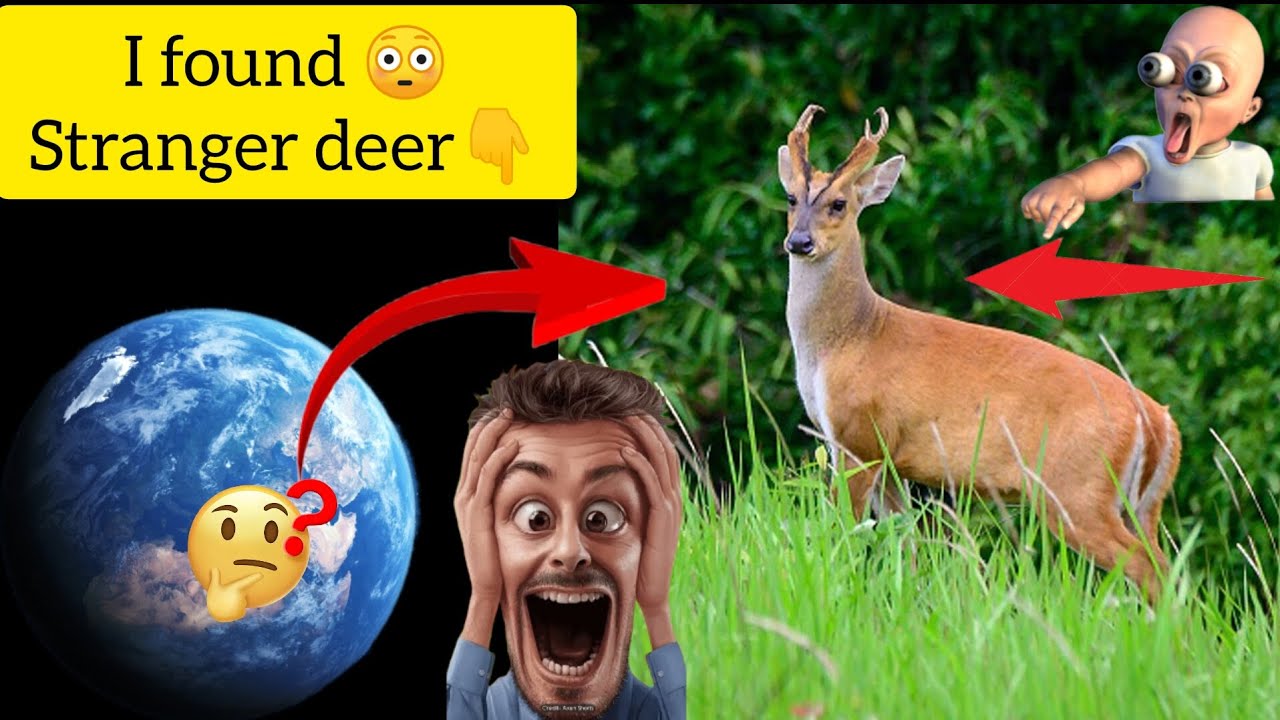 I found Giant Stranger Deer sculpture on Google Earth | #explore #deer ...