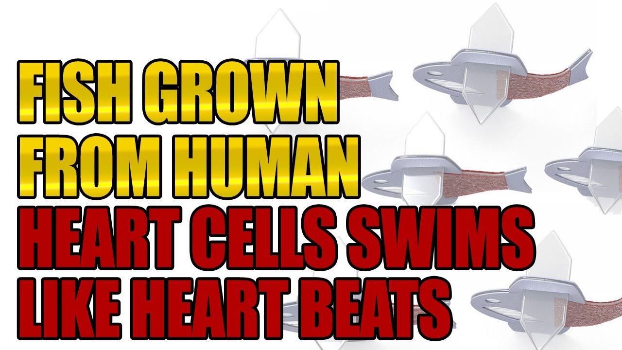 Artificial Fish Grown From Human Cardiac Cells Swims Just Like A Heart ...