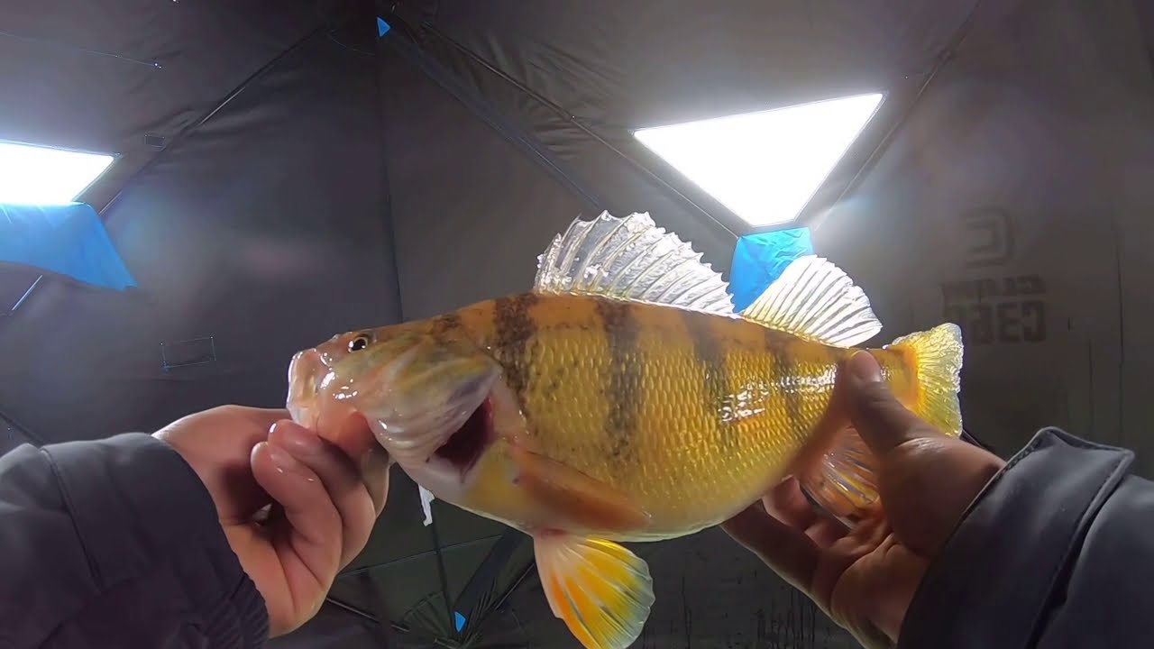 Catching big perch in one hour at willard bay - YouTube
