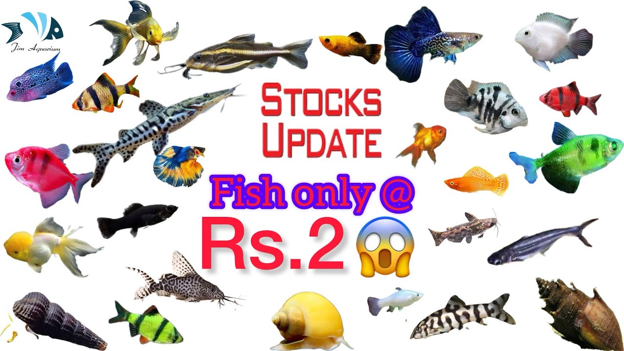 Stock update fish @Rs.2 only😱 fish food @Rs.10 only 😱 JIM AQUA FARM # ...