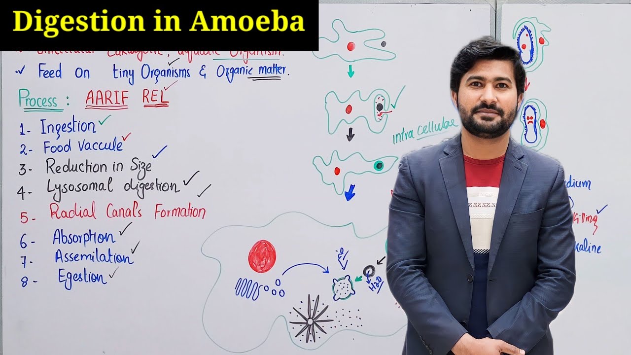 Digestion in amoeba class 11 by irtisams biology | digestion process in ...