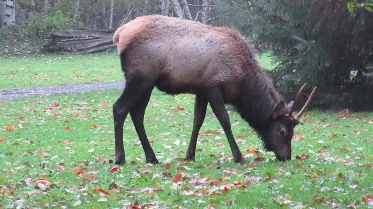 Mule Elk Near Hoh Rainforest at Olympic National Park, That's in ...
