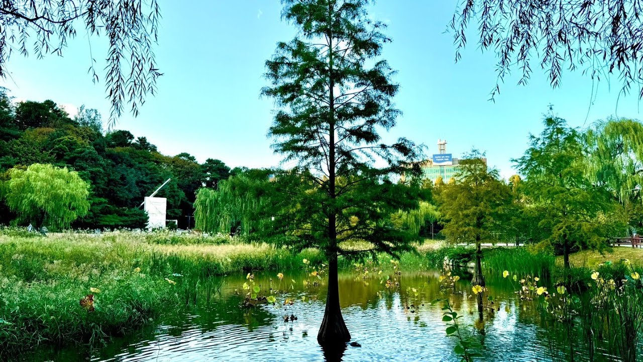 RELAXING VIDEO OF 8 HOURS, AUTUMN BREEZE, CALM, RAIN AND FRESH WIND ...