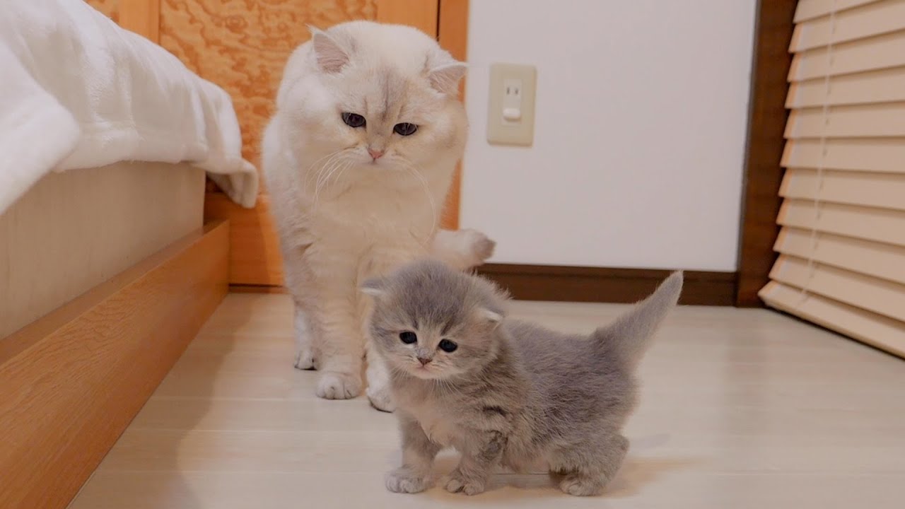 The kitten chasing after his daddy cat to play with him was so cute ...