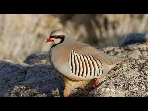 Dişi Keklik Sesi Harika Av Marisi Bu Meri Gibi Avlak Mari Az Bulunur Orjinal Tuzakla Keklik Avı Sesi