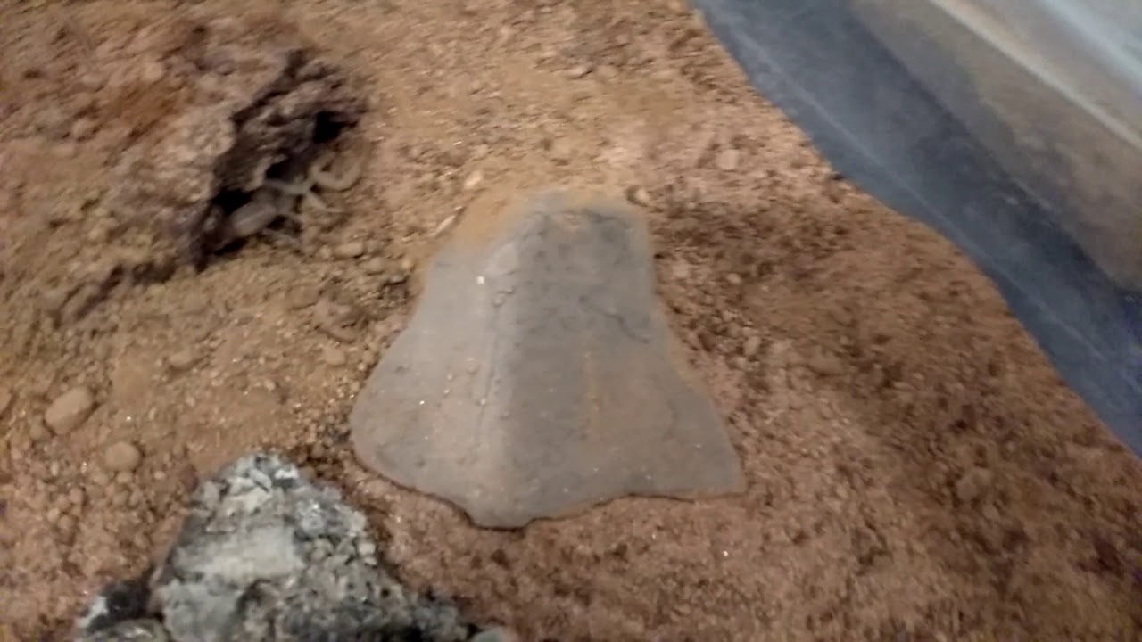 Scorpion breeding setup - YouTube