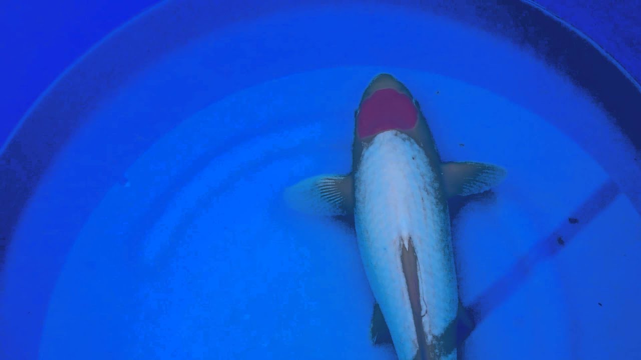Carpe koi et bassin tancho de Hensuke http://saintmoratpisciculture.com ...