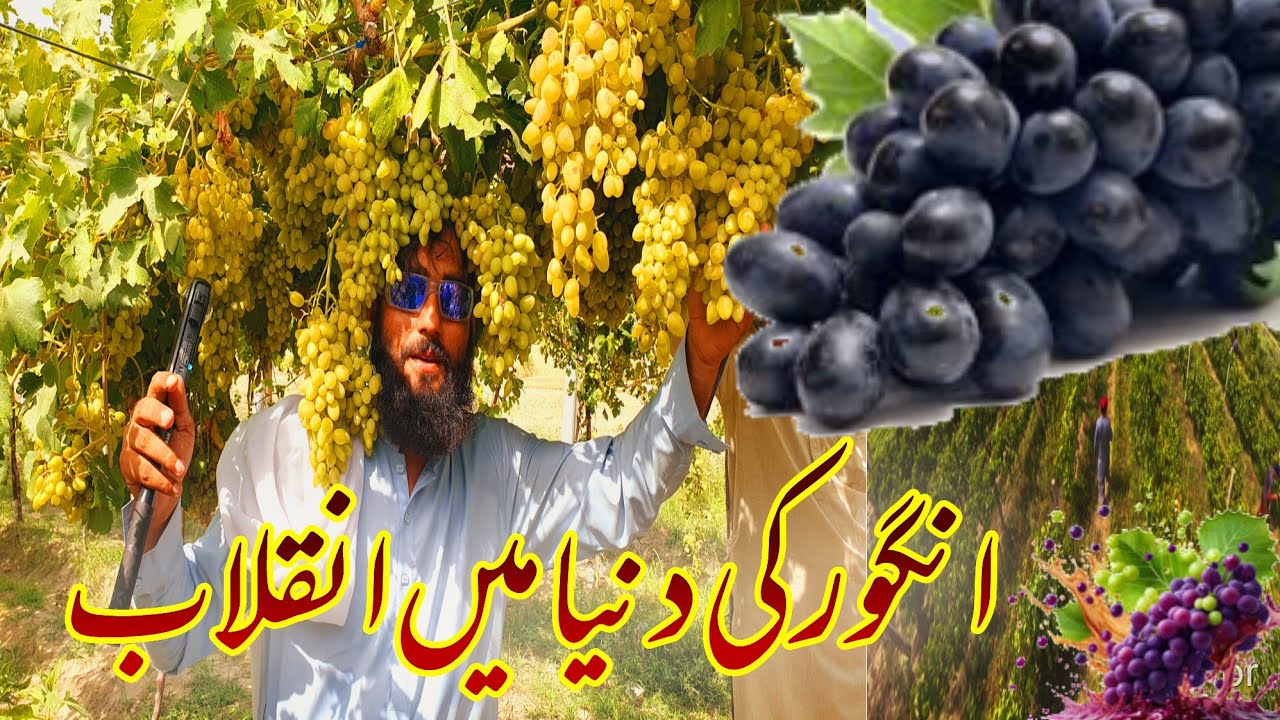 Gul Grapes Farm Visit with Experts | 100 Plus varieties | Successful ...