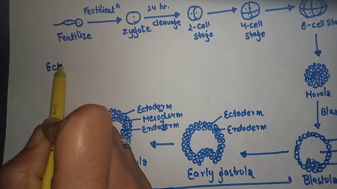 Embryology ; Process of gastrulation - YouTube