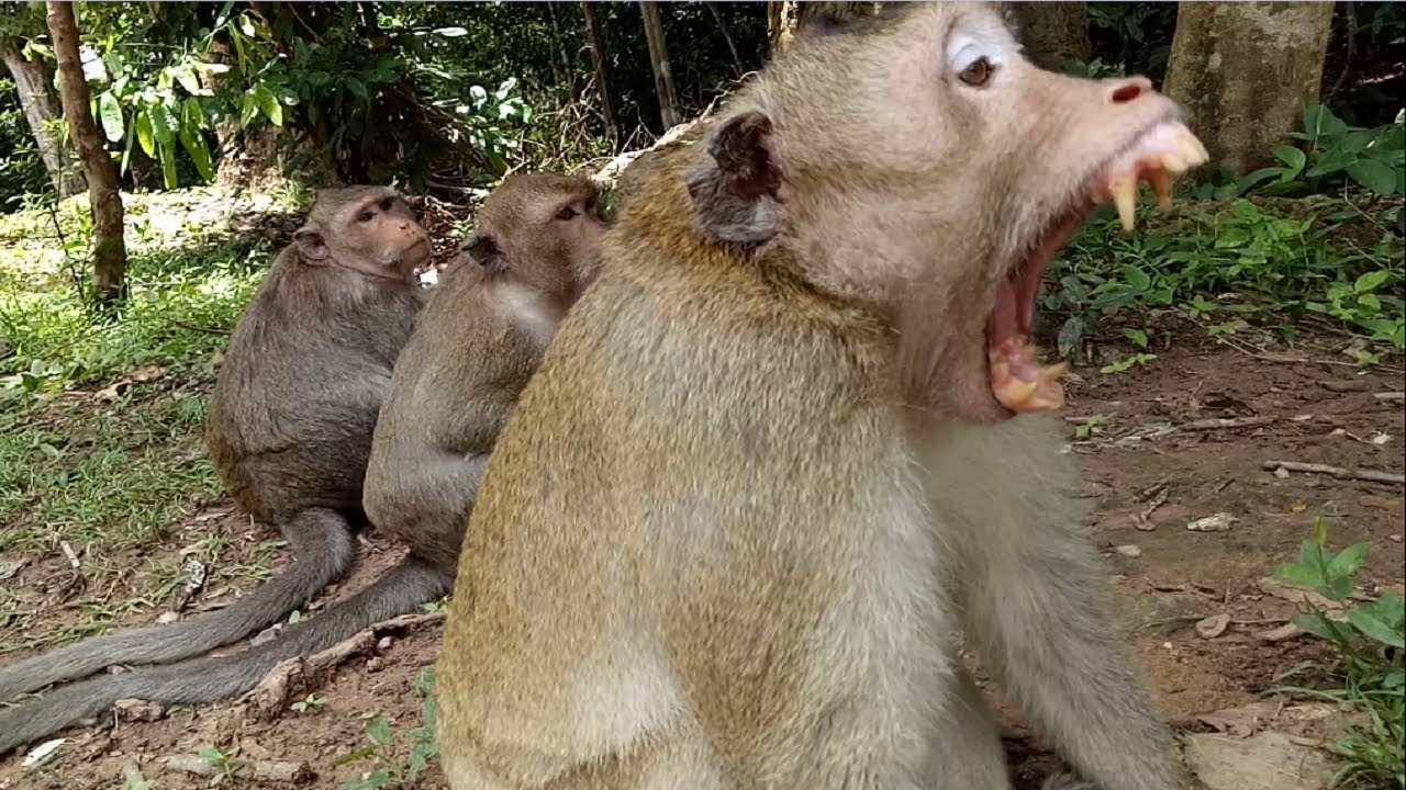 Alpha Monkey Sleepy Cos Baby ST536 Mono Monkey - YouTube