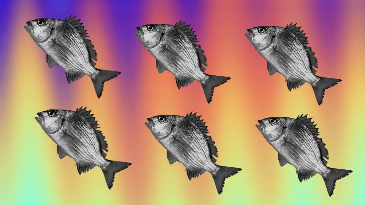 Choo Choo Fish - YouTube