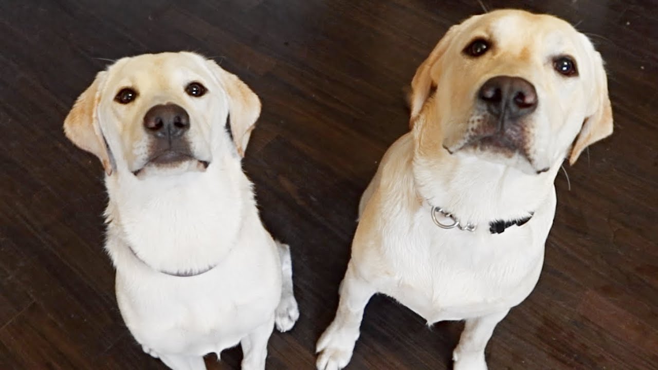 BROTHER AND SISTER LABRADOR PUPPIES GO SWIMMING!! - YouTube