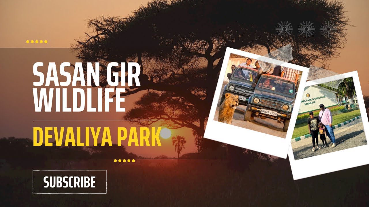 Sasan Gir | Gir Wildlife Safari | Devaliya Park | Gujarat | India - YouTube