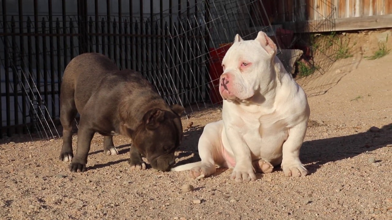 American Bully War Paint 🎨 @ 5 months CDB Bullies White Pied Blue ...