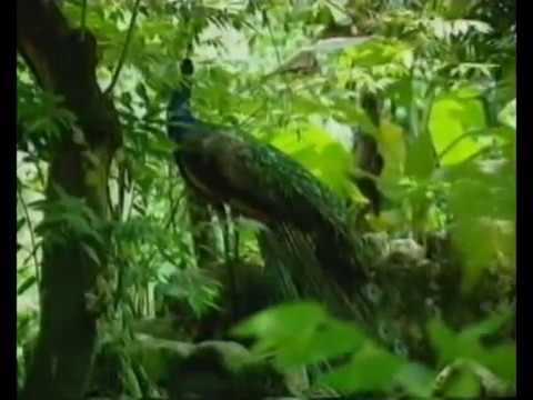 Rüyada Tavus kuşu görmek Rüya Tabiri tavus kuşu beyaz tavus kuşu tavus kuşu görmek rüya tabiri