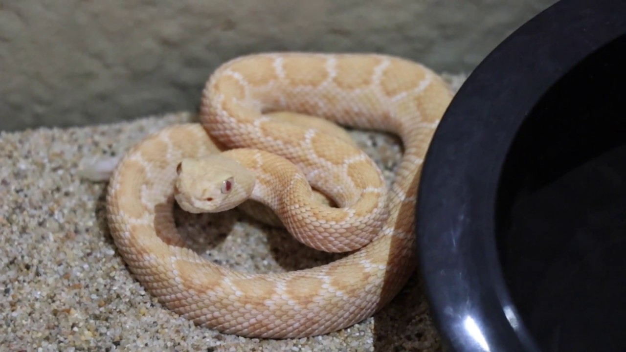 UNBOXING ALBINO WESTERN DIAMONDBACK RATTLESNAKE - YouTube