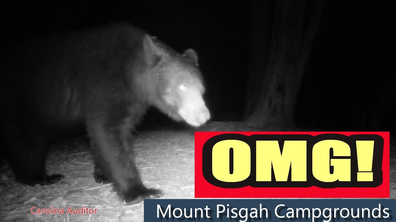 1st Amendment Audit with a Real Bear! A Massive Bear Encounters Our ...