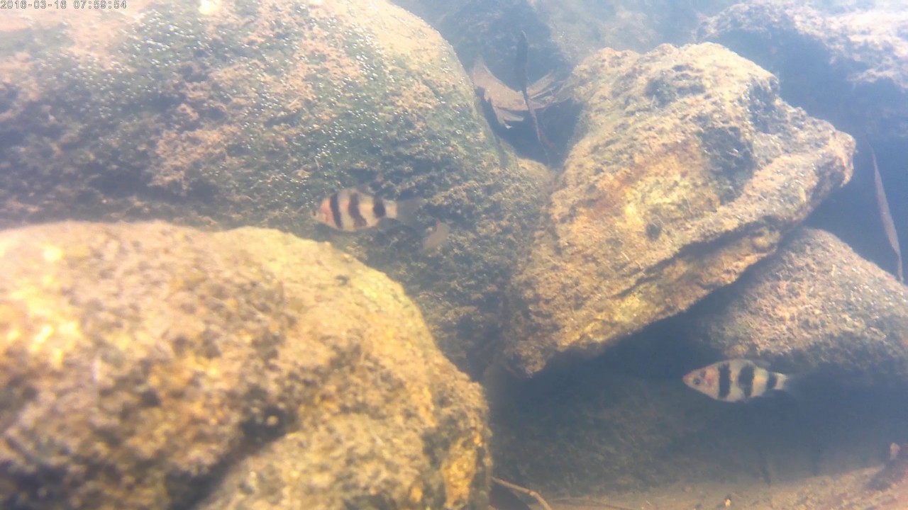 puntius nigrofasciatus/බුලත් හපයා, Bulath hapaya - YouTube