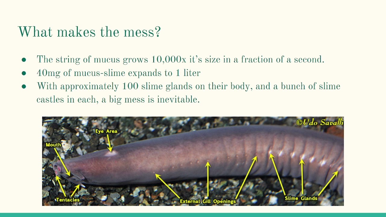 Hagfish Slime Uses Your Guide To The Practical Uses Of Hagfish Slime,