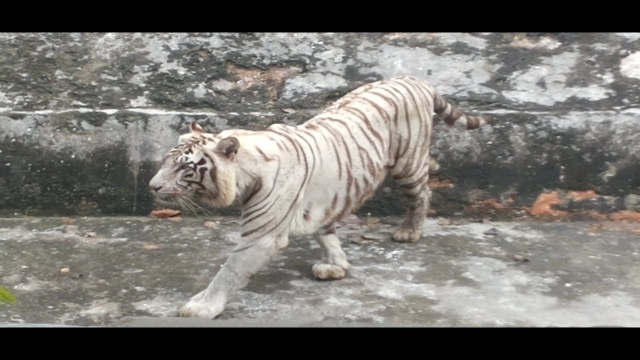 TIGER VIJAY| DELHI ZOO| WHITE TIGER - YouTube