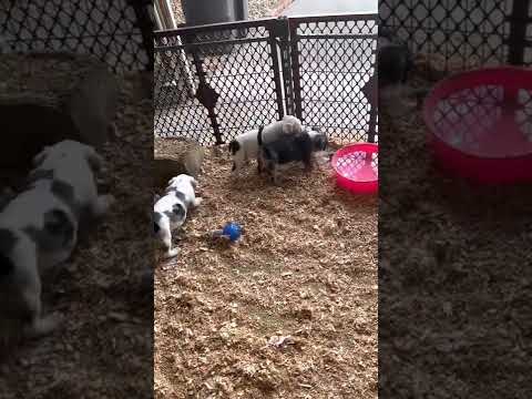 Pocket Merle’s bullies ABKc paperwork ready for pick - YouTube