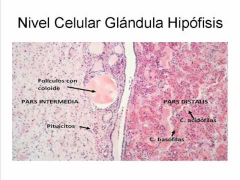 HIPÓFISIS CONTROL GLANDULAR.wmv - YouTube