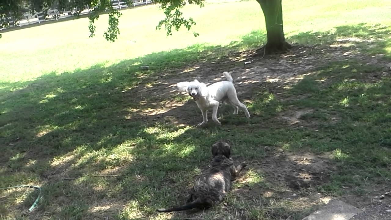 Killer poodle - YouTube