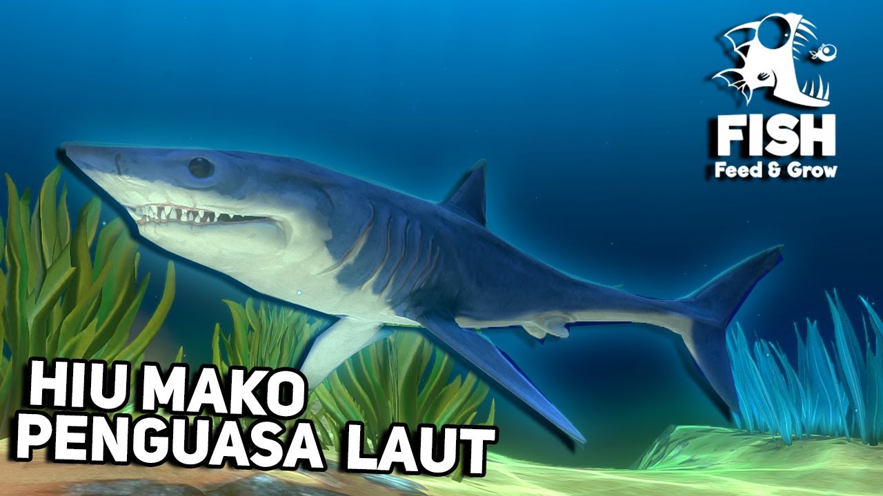 HIU KECIL PENGUASA LAUT - Feed And Grow Fish - YouTube
