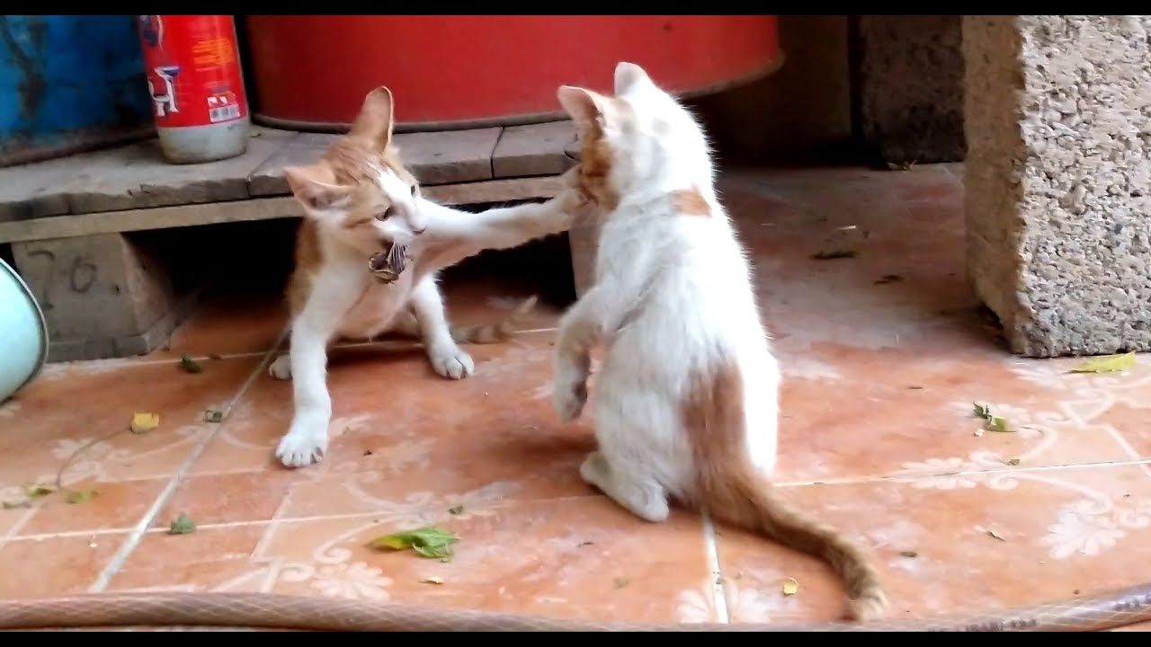 My Cute Funny Kittens Playing & Chasing Each Other - YouTube