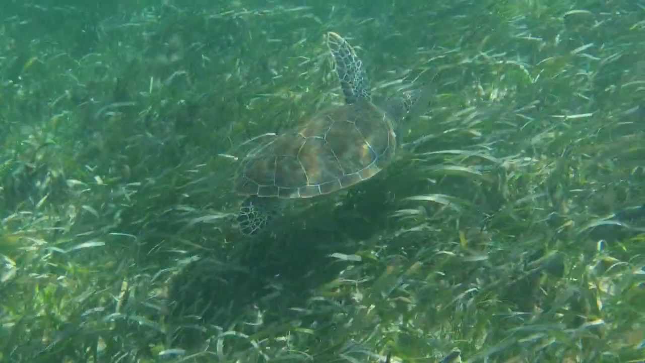 Chasing Turtles - Dominican Republic Jan 2012 - YouTube