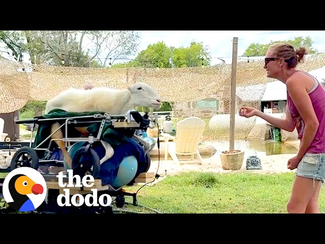 Dad Uses Tostitos To Get His Sheep Moving Again | The Dodo - Videos For ...