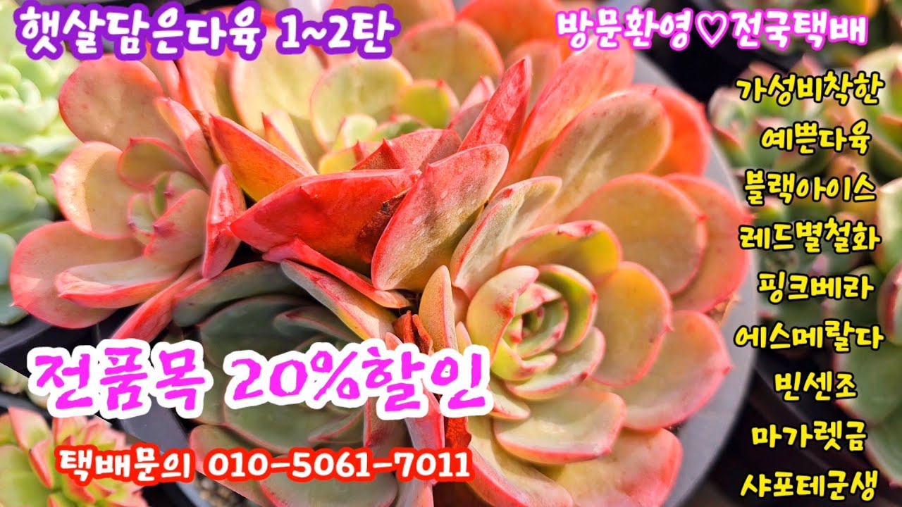 햇살담은다육 1~2탄 한번더 골라잡으세요 국민다육 신상다육 창들도 착한가격에 예쁜아이들 총출동 ♡화이트팜 ♡크롱하트젤리