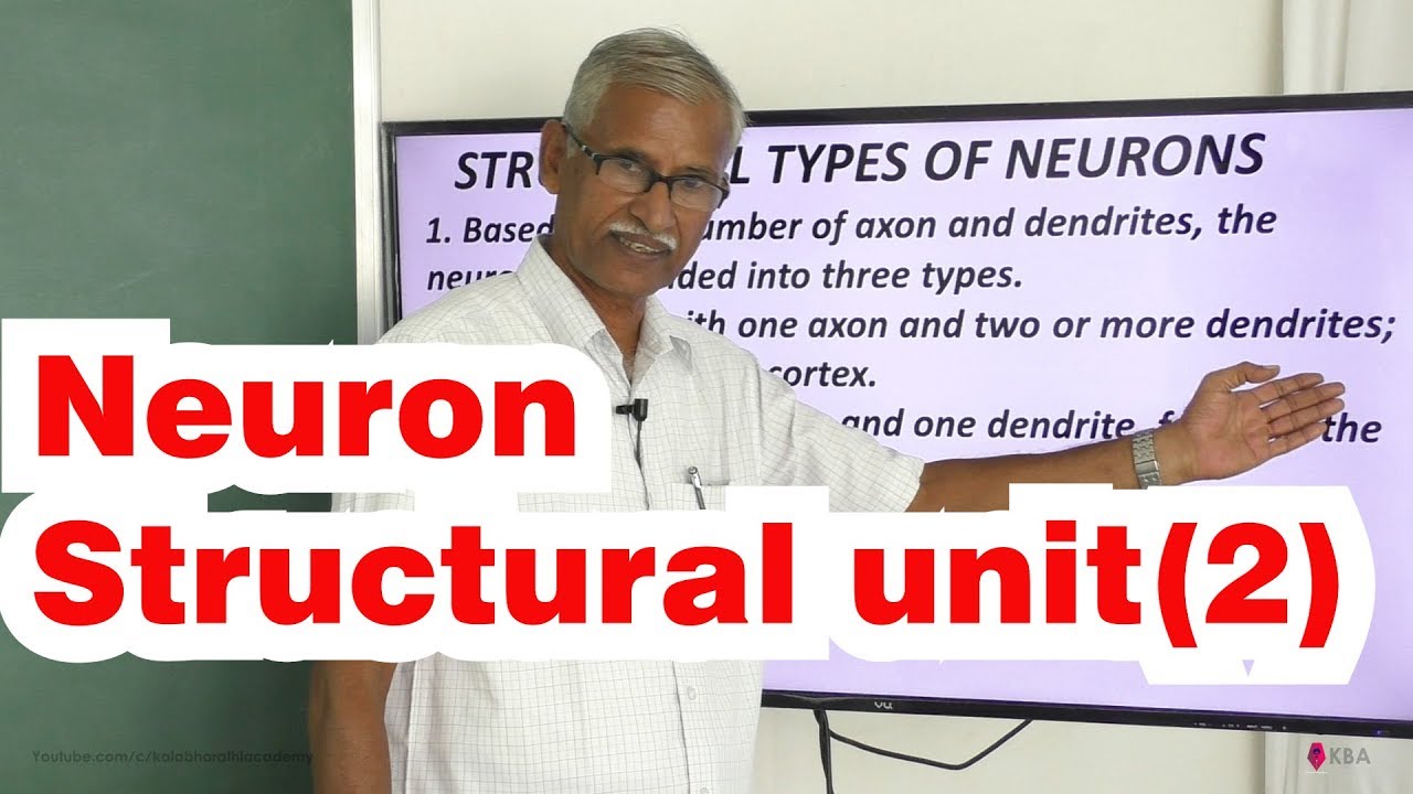 Neural control & Coordination(NCERT) |neuron structural unit 2 - YouTube