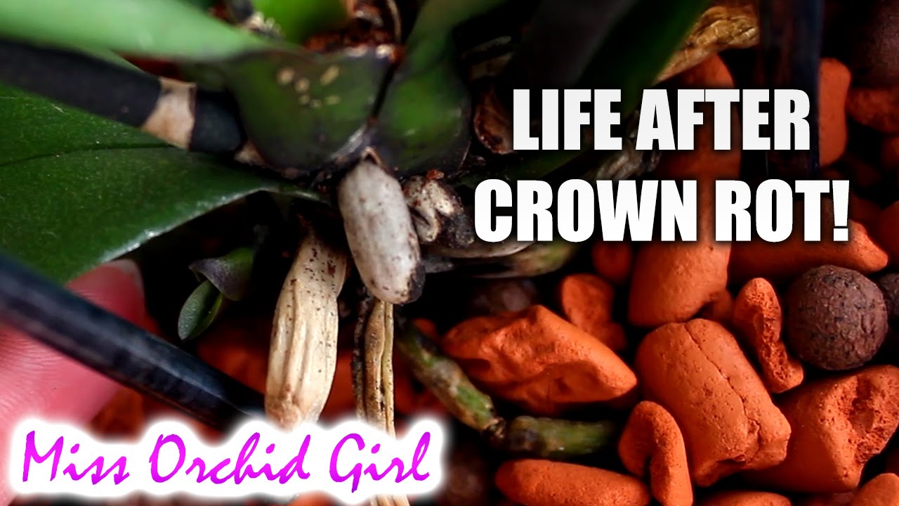 Crown rot Orchid update - We have a keiki! - YouTube