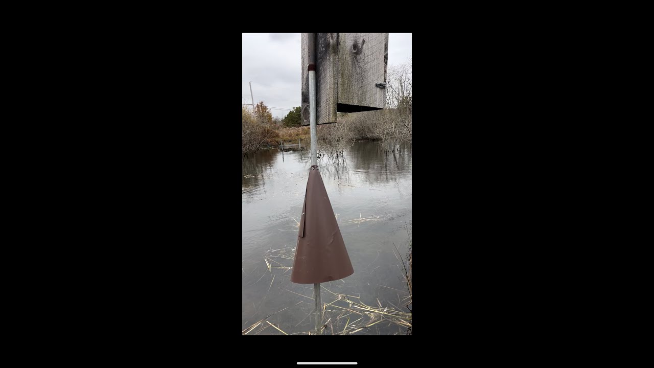 How to make a predator guard - YouTube