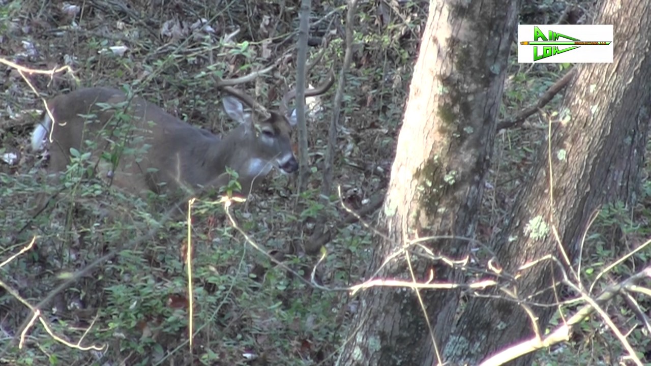 Giant IL Buck Making a Rub - YouTube