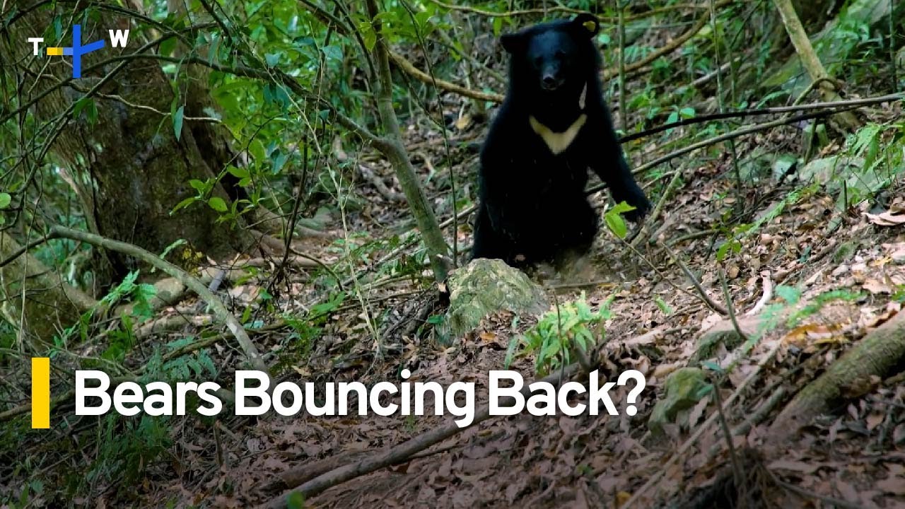 Sightings of Formosan Black Bears on the Rise in Hualien | TaiwanPlus ...