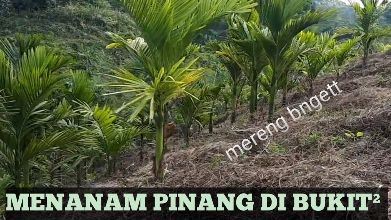 TANAMAN PINANG DI PERBUKITAN BAGUS JUGA - YouTube
