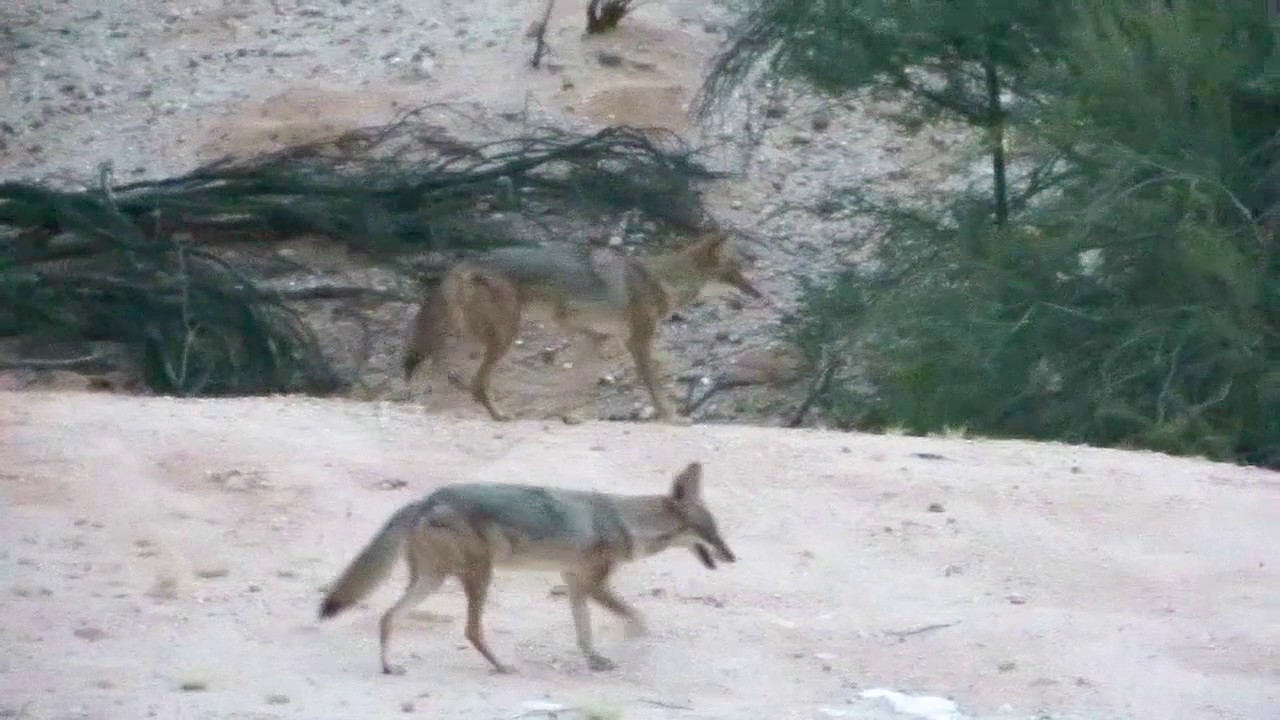 Coyote Pooping - YouTube