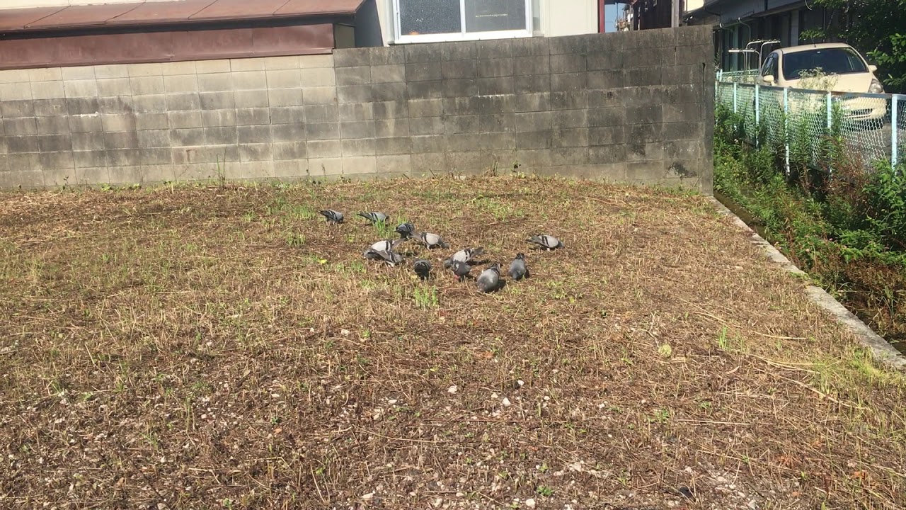 June 23, 2020The friendly Doves...and the birds. - YouTube