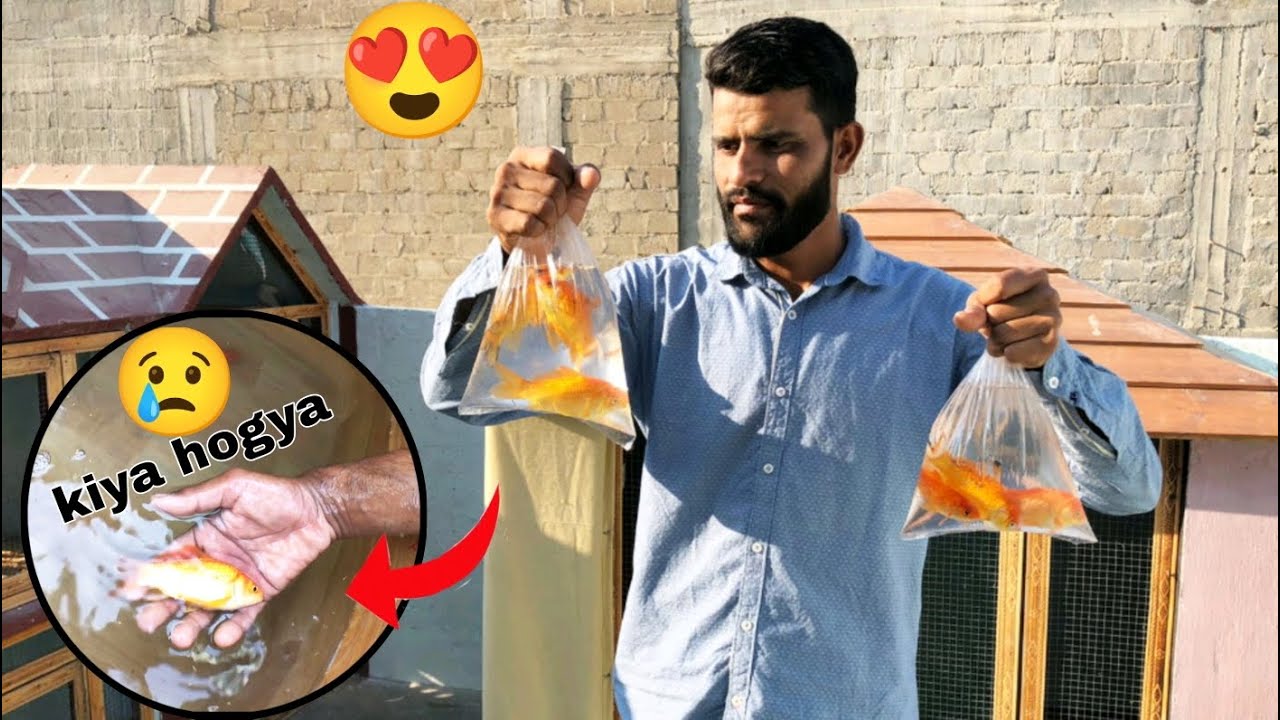 Beautiful Fishes ly ay🥰|| MashaAllah bohoot he pyari hain😍 - YouTube