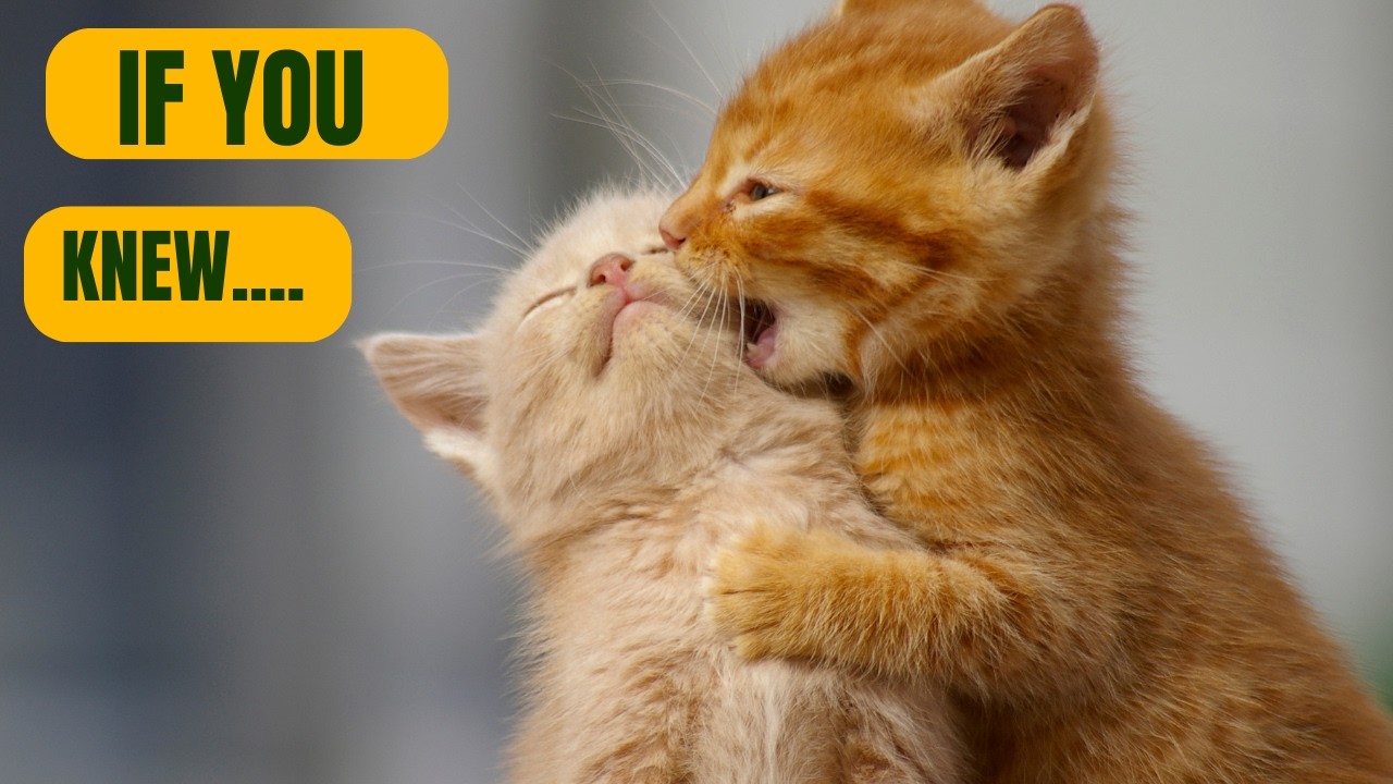 Mind-Blowing Cat Facts: 13 Secrets Your Cat Wants You to Know - YouTube