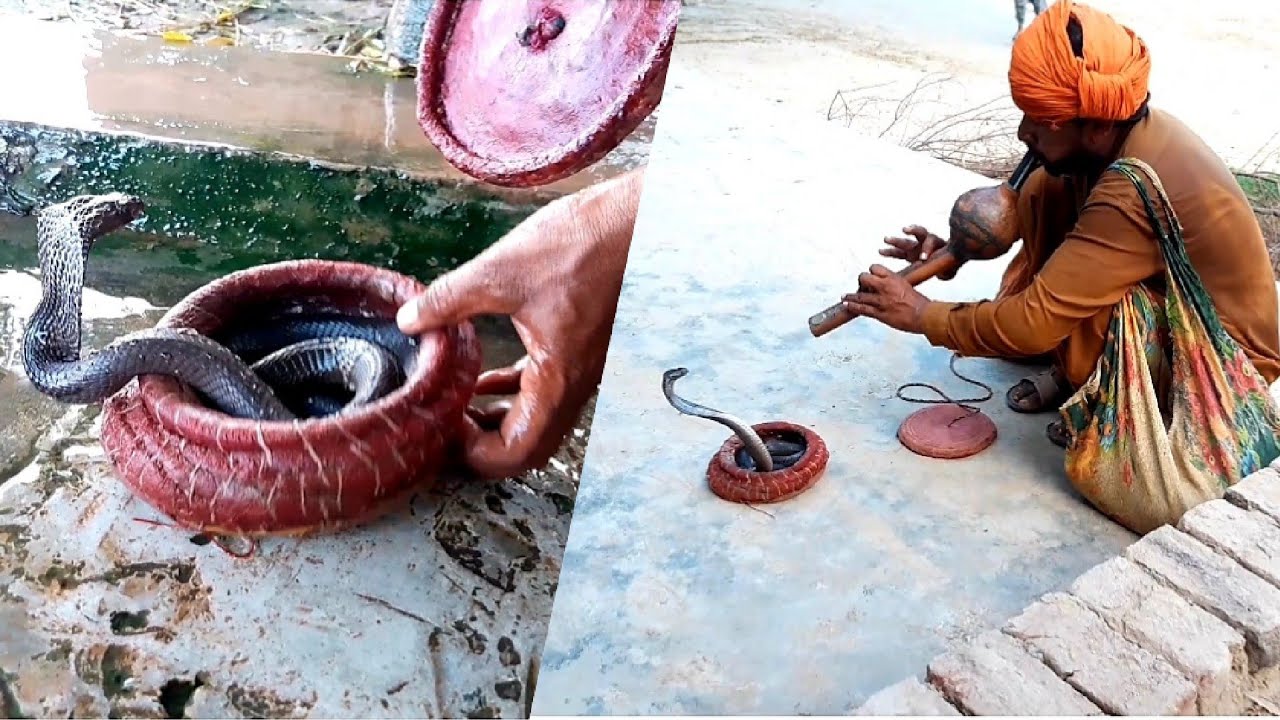 Jogi in my village I Amazing street performer l Cobra flute music ...
