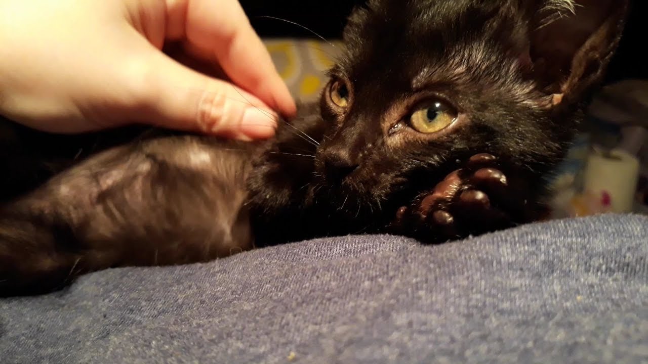 Purring Spider Kittens - Foster Litter #33 - YouTube