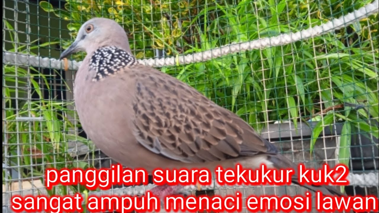 suara panggilan derkuku kuk 2 gacor selalu menghebohkan burung lain ...