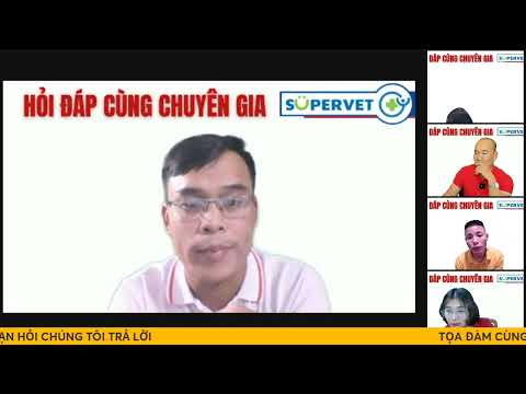 Điều trị heo con theo mẹ tiêu chảy phân vàng cùng bác sĩ thú y Phạm Xuân Trịnh