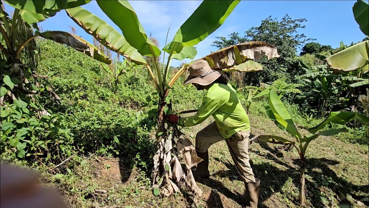 Trabajando en la finca limpiando los Guineos Manzanos #guineo # ...